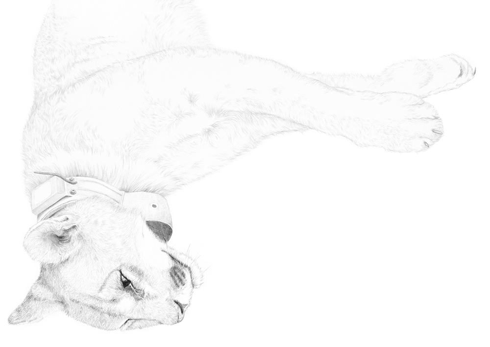 Drawings - Joseph Smolinski