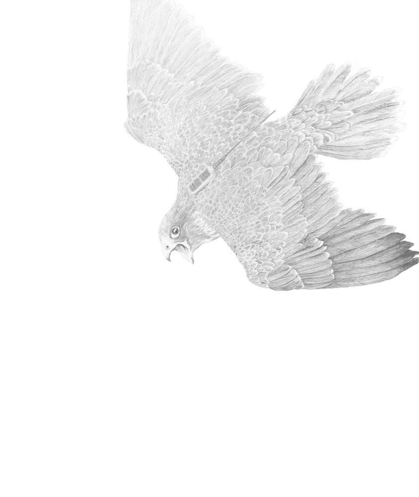 Drawings - Joseph Smolinski