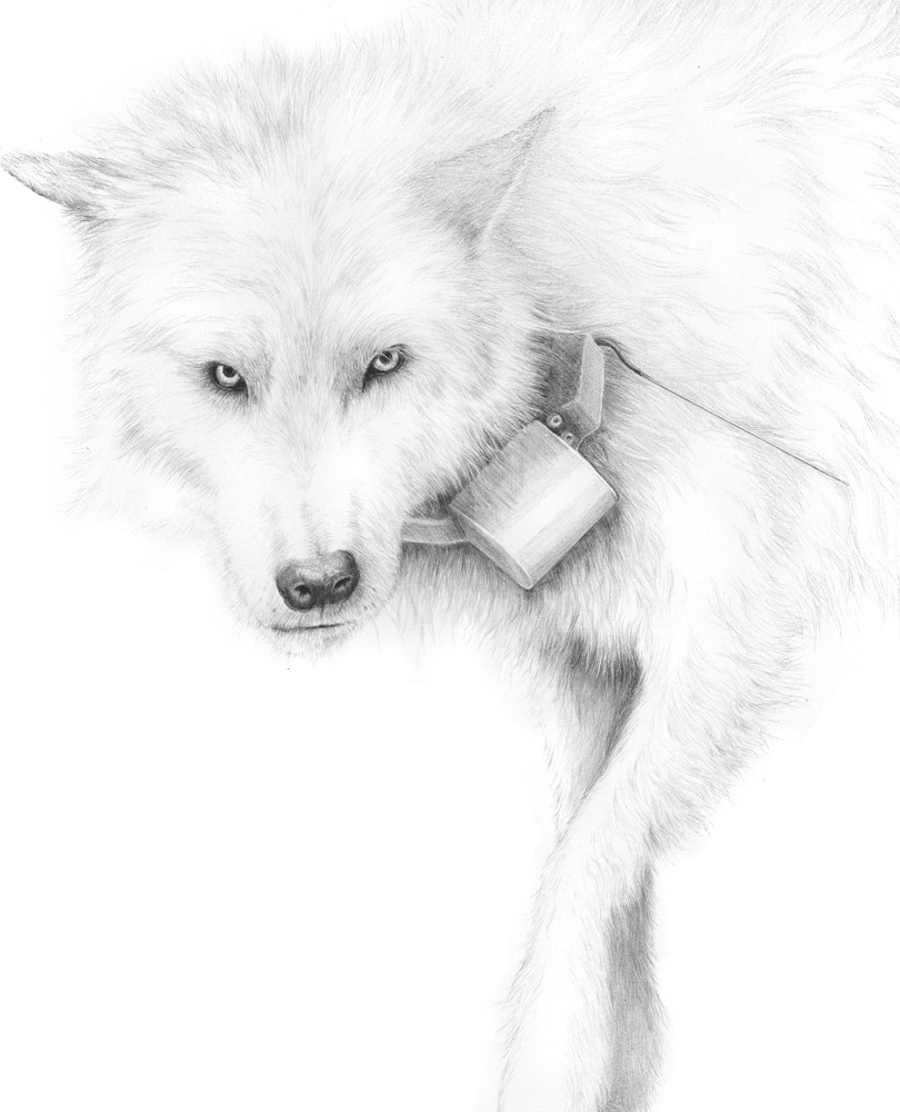 Drawings - Joseph Smolinski